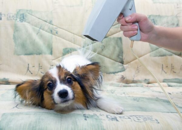 How To Dry Your Dog: Effective Tips And Tricks