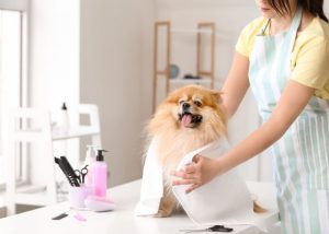 How To Dry Your Dog: Effective Tips And Tricks