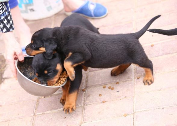 Rottweiler Dog Breed Profile Guide: Appearance, Diet, Care, and More ...
