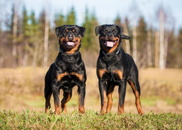 Rottweiler Dog Breed Profile Guide: Appearance, Diet, Care, and More ...
