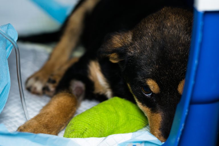 Parvo in Dogs: Top 5 Home Remedies – Top Dog Tips