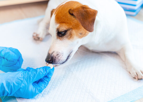 6 Best Dog Pain Relief Aids (Dog Pain Reliever Buying Guide)