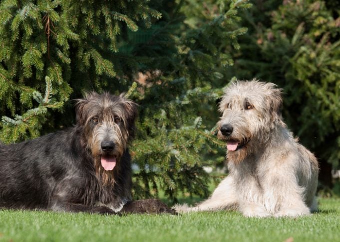 Meet These 11 Popular Hound Dog Breeds – Top Dog Tips