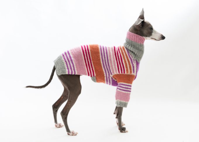 9 Best Dog Sweaters for Warmth & Style in Fall