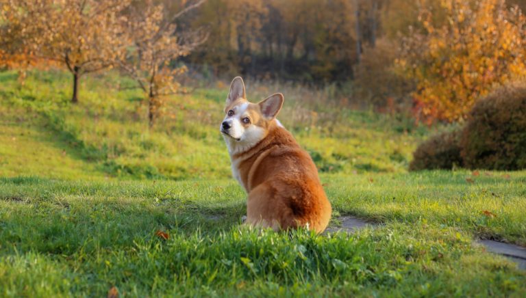 Dog Scooting: How to Stop It My Dog from Dragging Its Butt
