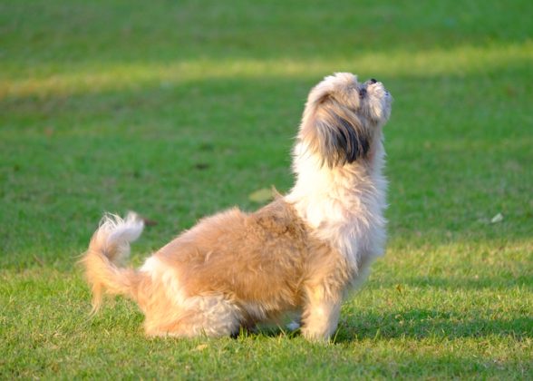 Dog Scooting: How to Stop It My Dog from Dragging Its Butt