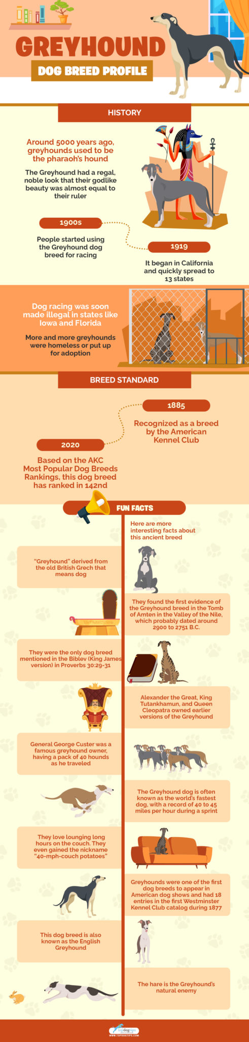 Greyhound Dog Breed Profile – Top Dog Tips