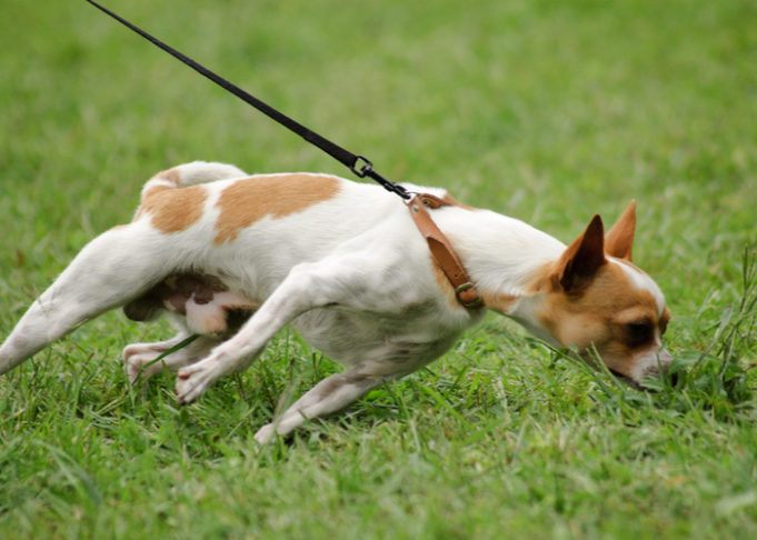 Dogs Marking Their Territory and How To Stop Them
