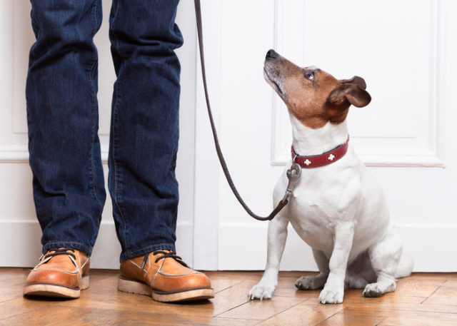 Dogs Marking Their Territory and How To Stop Them