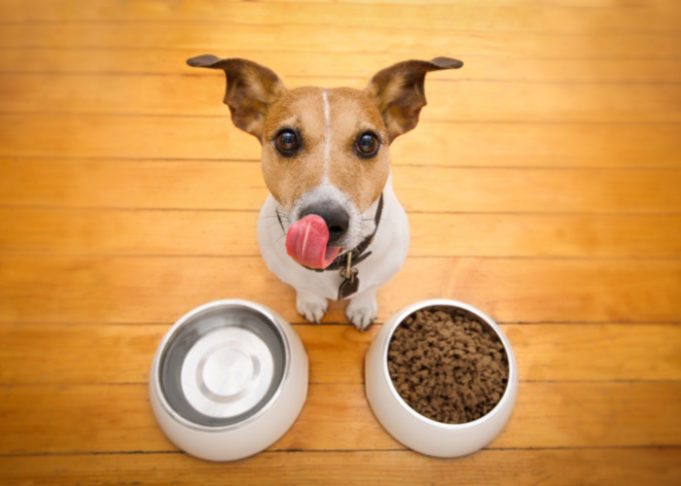10 Natural Diuretics for Dogs: Foods, Herbs, and Others