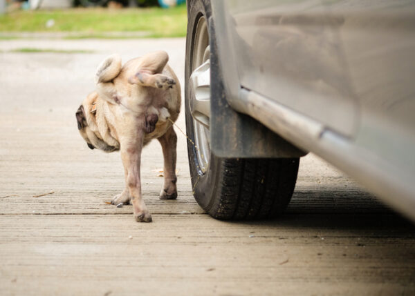 Dogs Marking Their Territory and How To Stop Them