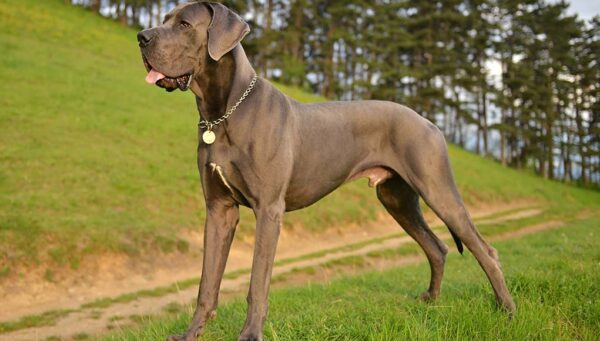 Great Dane Dog Breed Profile – Top Dog Tips