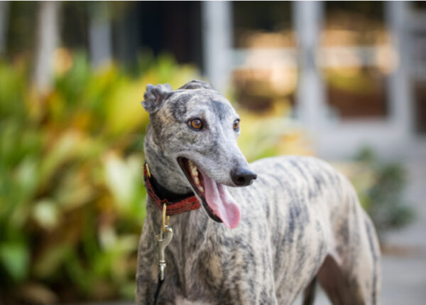 Greyhound Dog Breed Profile – Top Dog Tips