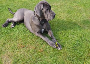 Great Dane Dog Breed Profile – Top Dog Tips