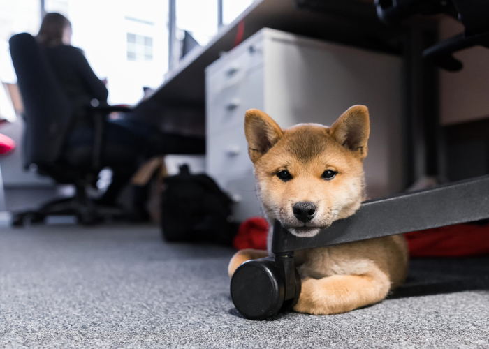 Dog-Friendly Offices (Ways to Improve a Productive Company Workplace)
