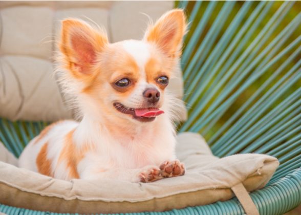 25 Most Affordable Low-Cost Dog Breeds That Anyone Can Adopt