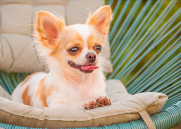 25 Most Affordable Low-Cost Dog Breeds That Anyone Can Adopt
