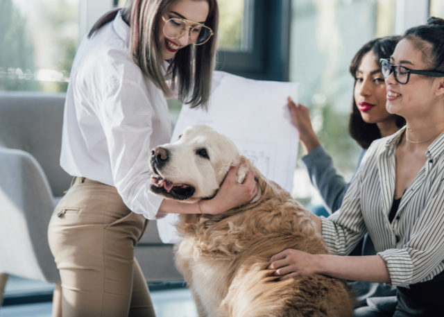 Dog-Friendly Offices (Ways to Improve a Productive Company Workplace)