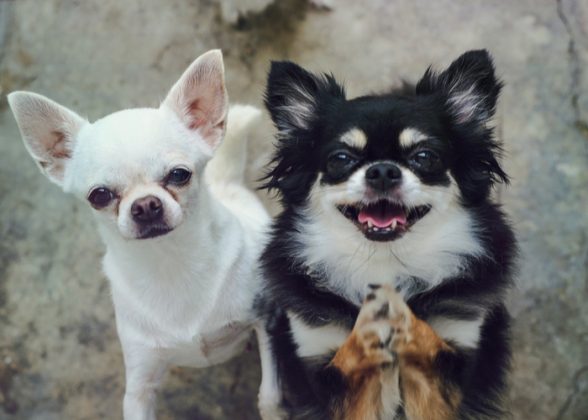 7 Types of Chihuahua: Breed Variations and Characteristics