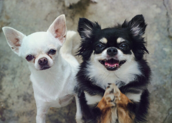 7 Types of Chihuahua: Breed Variations and Characteristics