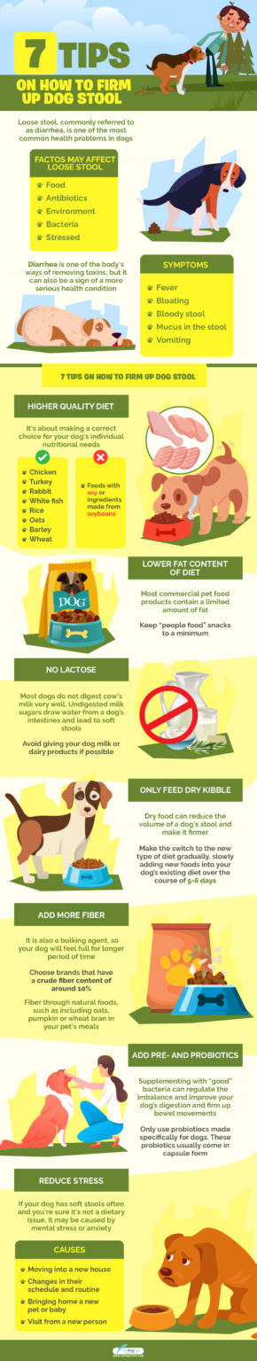 7 Tips On How To Firm Up Dog Stool – Top Dog Tips
