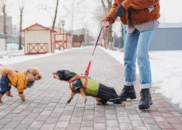 Meanest Dog Breeds – Top Dog Tips