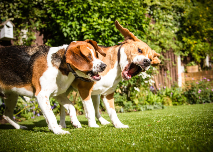 Meanest Dog Breeds – Top Dog Tips