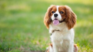 Cavalier King Charles Spaniel Dog Profile – Top Dog Tips