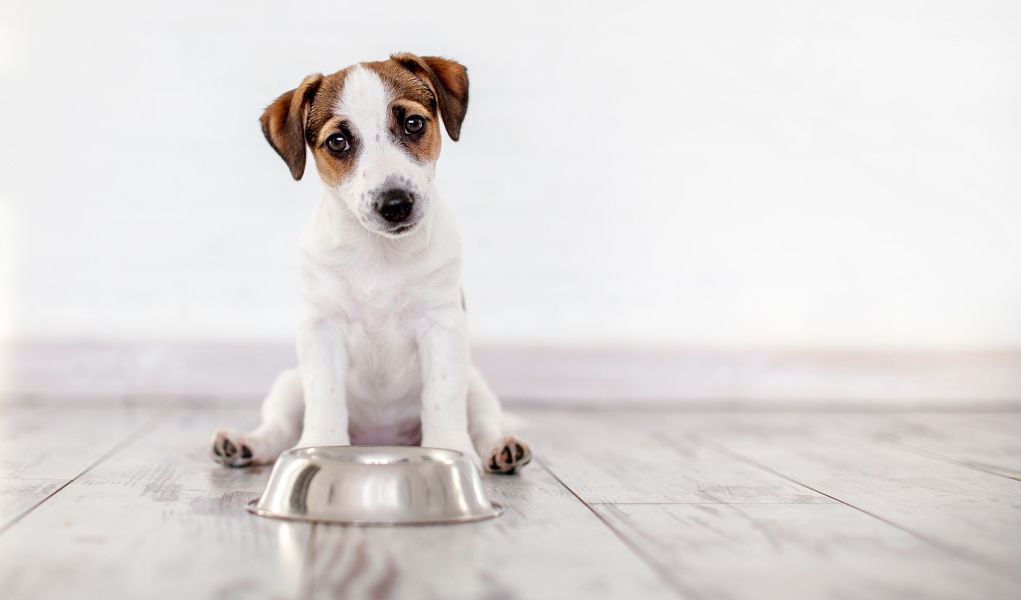 7 Tips On How To Firm Up Dog Stool – Top Dog Tips