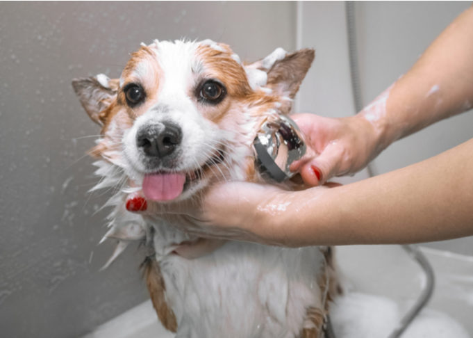 Dog Vulvar Dermatitis Home Remedies