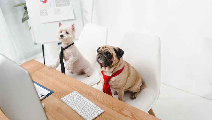 Dog-Friendly Offices (Ways to Improve a Productive Company Workplace)