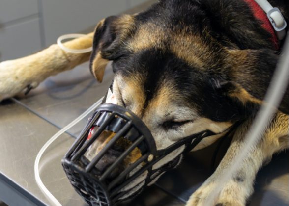 Dog Sedatives For Anxiety During Grooming – Top Dog Tips