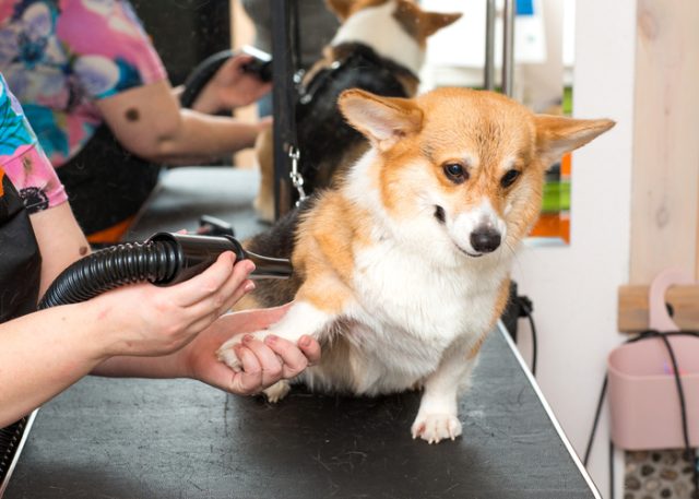 Dog Sedatives For Anxiety During Grooming – Top Dog Tips