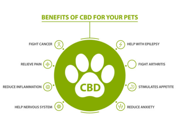 What do Vets say About CBD Oil for Dogs: Thoughts of the Professionals