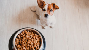 Why Are Dogs Always Hungry? – Top Dog Tips