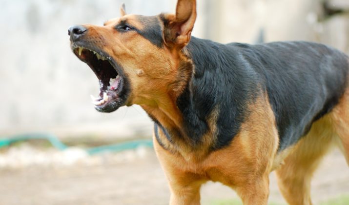 Different Types of Dog Temperaments – Top Dog Tips