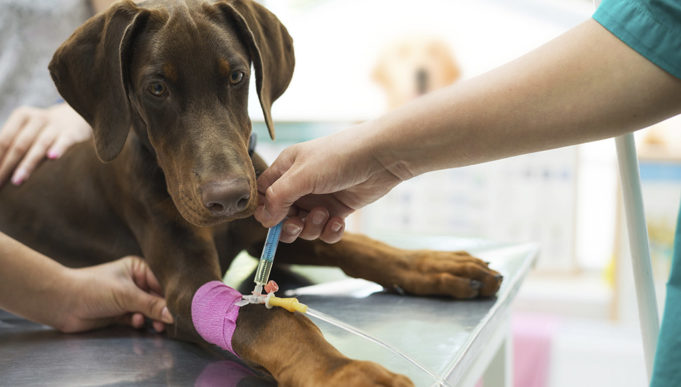 Copper Poisoning In Dogs: Copper-Storage Hepatopathy – Top Dog Tips