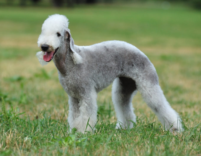 11 Funny Dog Breeds That'll Make You Laugh – Top Dog Tips