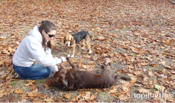 How To Teach A Dog To Roll Over in 4 Simple Steps – Top Dog Tips