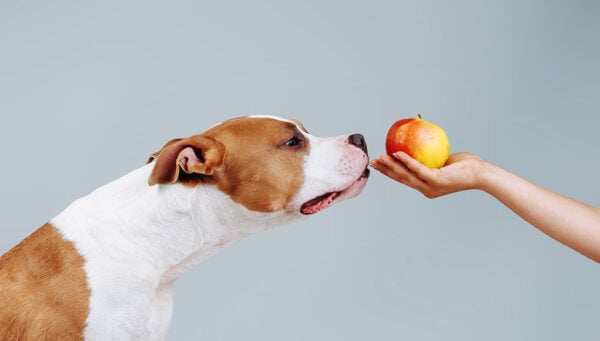 How To Boost My Dog s Immune System Top Dog Tips how-to-boost-my-dog-s-immune-system-top-dog-tips