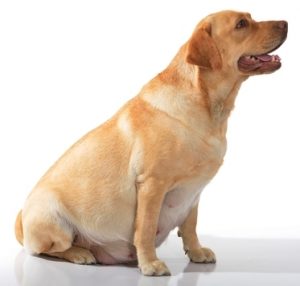 Dog Pregnancy 101: The Ultimate Guide for Owners of Pregnant Dogs