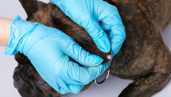 Canine Papillomavirus and What to Watch Out For