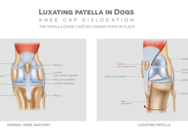 Patellar Luxation In Dogs: Causes and Treatment