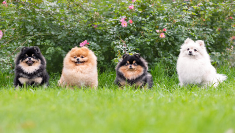 Pomeranian Breed Profile and Everything You Need to Know
