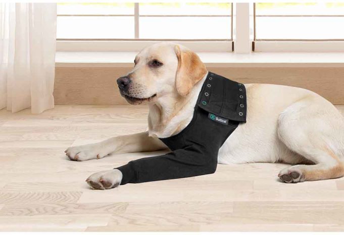 Recovery Dog Sleeve: Our Top 5 Choices