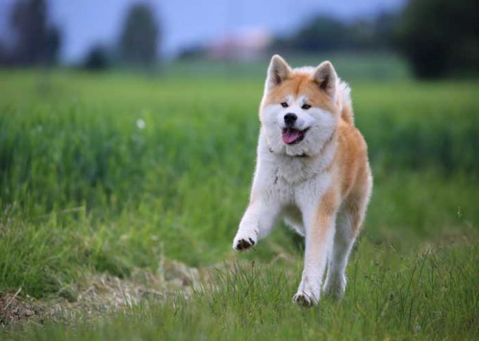 Dog Zoomies Explained: 6 Reasons Why Your Dog is Hyper