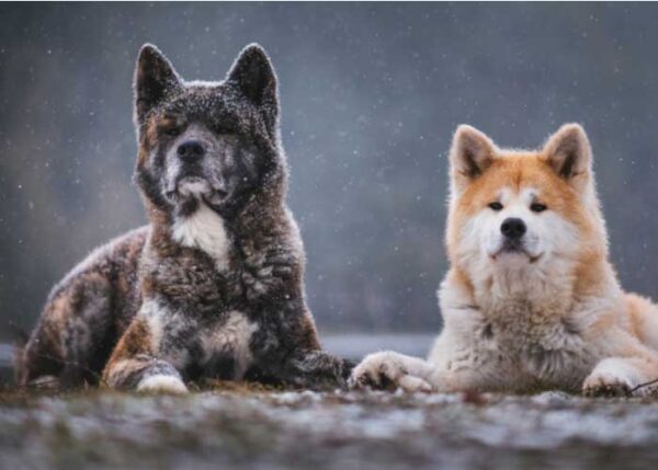 Akita Dog Breed Profile: Meet This Loyal Japanese Dog