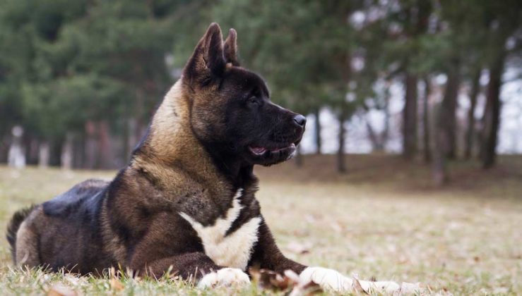 Akita Dog Breed Profile: Meet This Loyal Japanese Dog