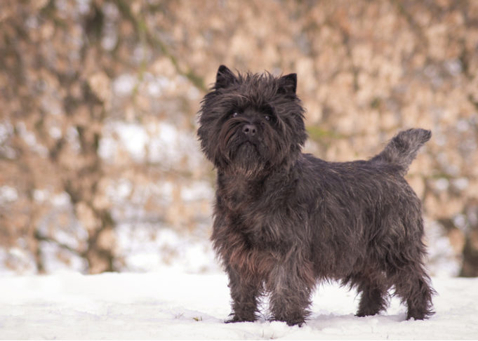 Cairn Terrier Dog Breed Profile – Top Dog Tips