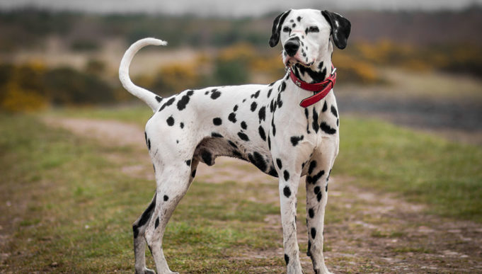 21 Worst Dog Breeds for First-Time Owners